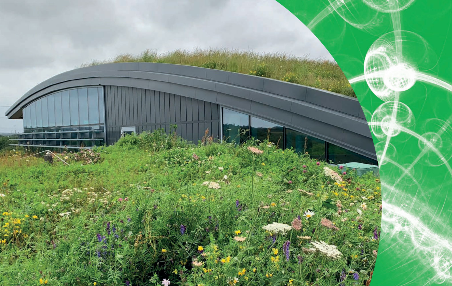 What Can You Grow On A Green Roof? | Green Roof Organisation